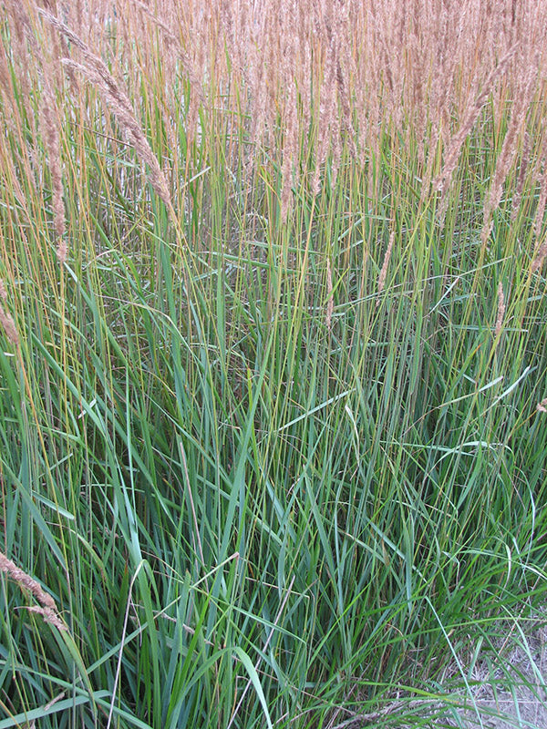 Grass - Karl Forester CALAMAGROSTIS Feather Grass – Marvins Gardens