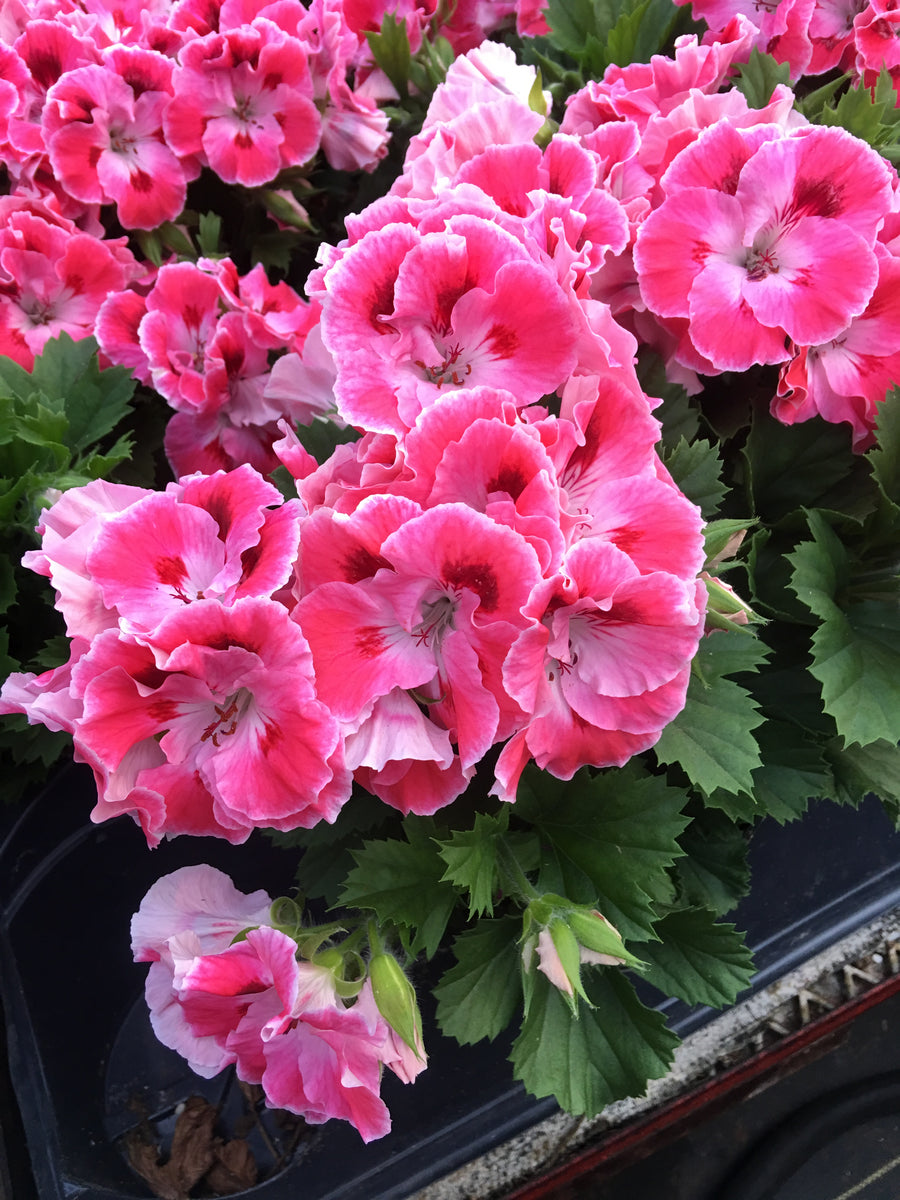 Pink - Regal Geranium – Marvins Gardens