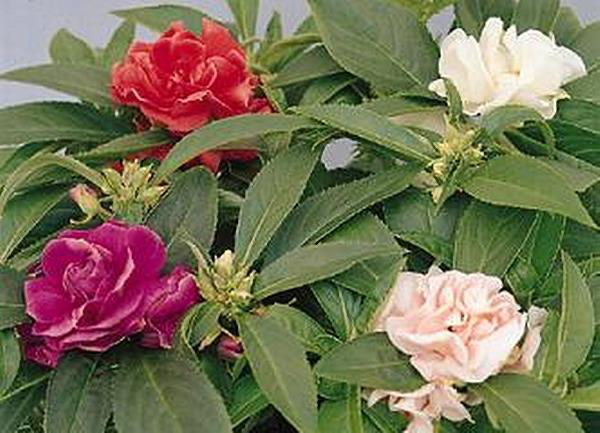 Balsam - Colour Parade Mix – Marvins Gardens