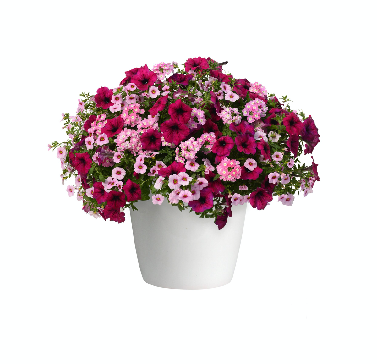 Combo Pot - Trixi Pots - Cherry Kiss – Marvins Gardens