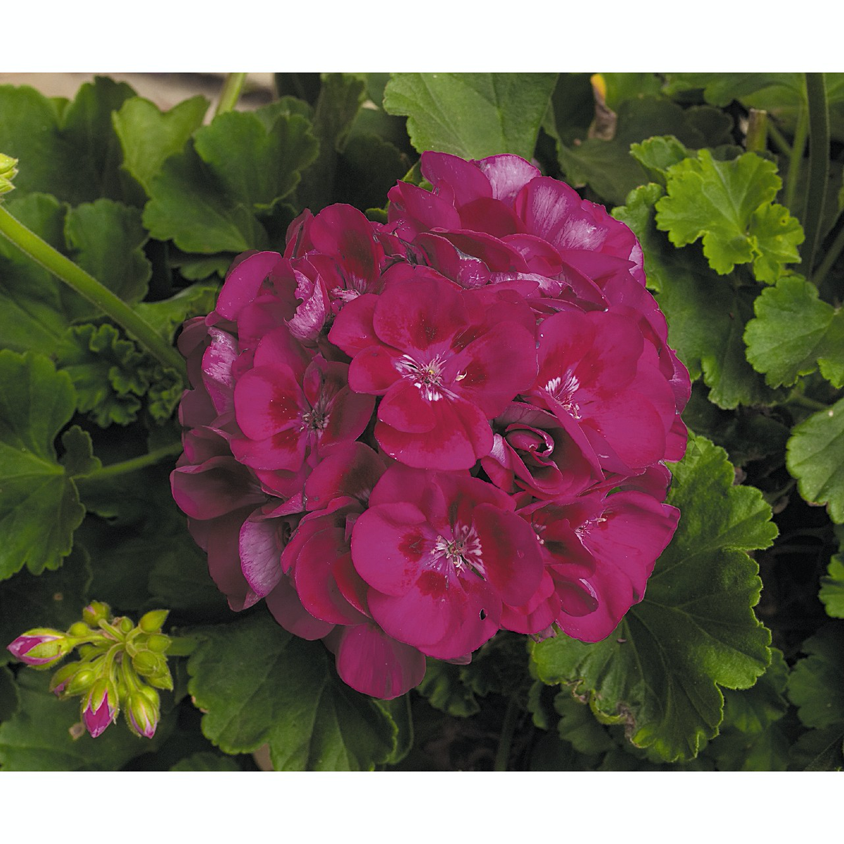 Geranium - Zonal - Patriot Berry Parfait – Marvins Gardens