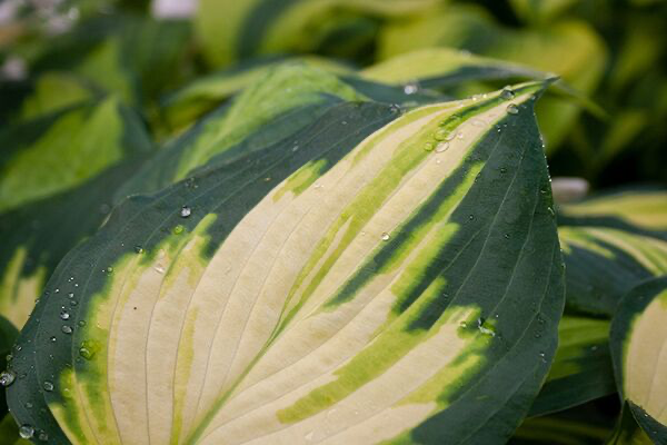 Hosta - Forbidden Fruit – Marvins Gardens