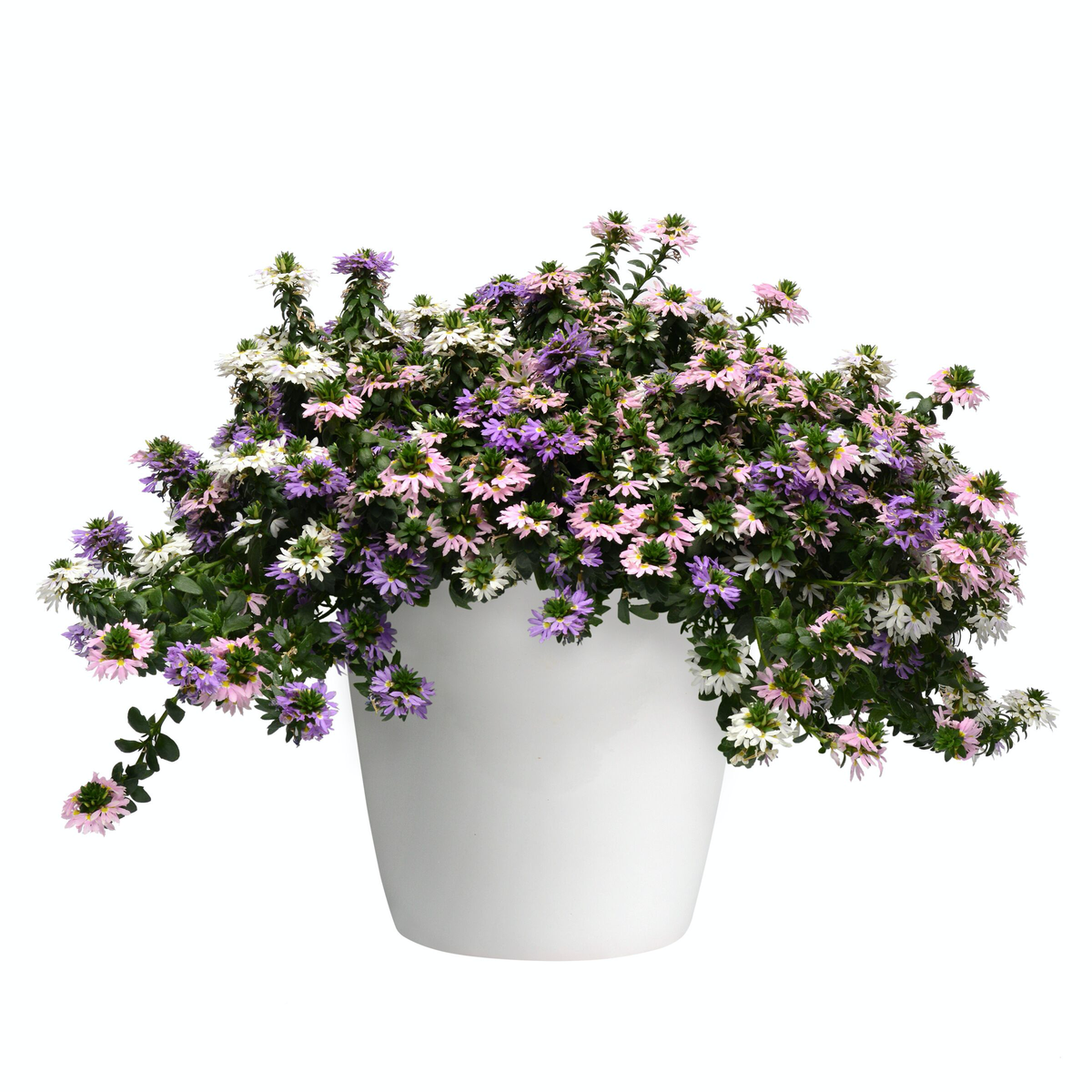 Combo Pot - Trixi Pots - Fairy – Marvins Gardens